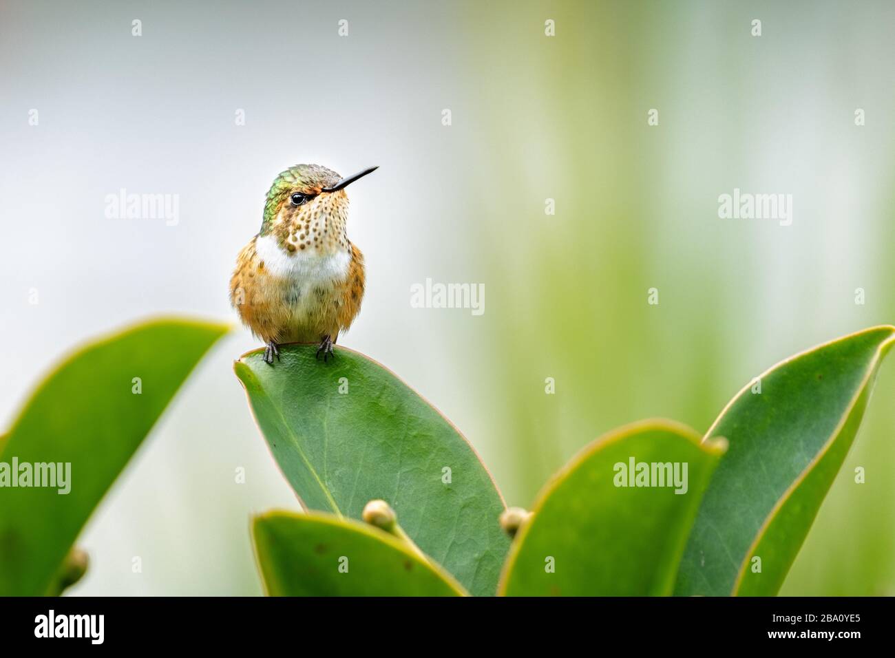 Aves de panama hi-res stock photography and images - Alamy