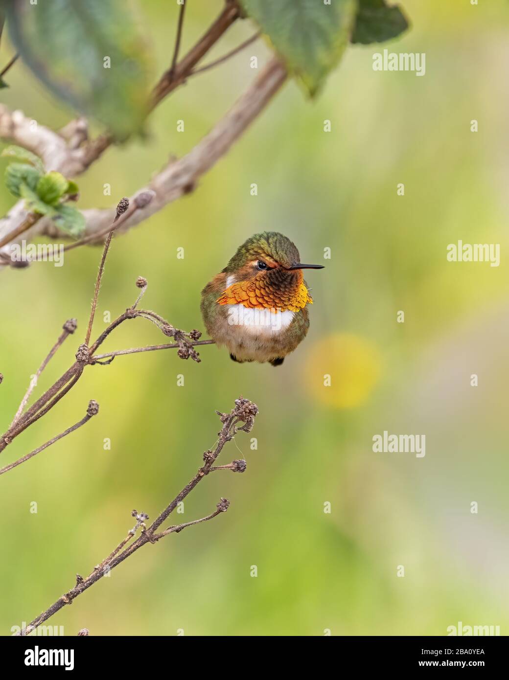 One of the smallest of hummingbirds, the Scintillant hummingbird ...