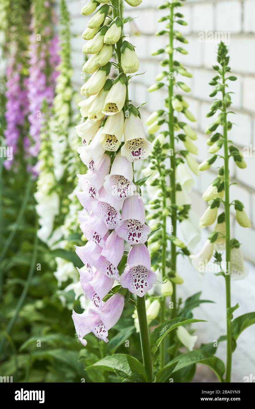 Finger flower hi-res stock photography and images - Alamy