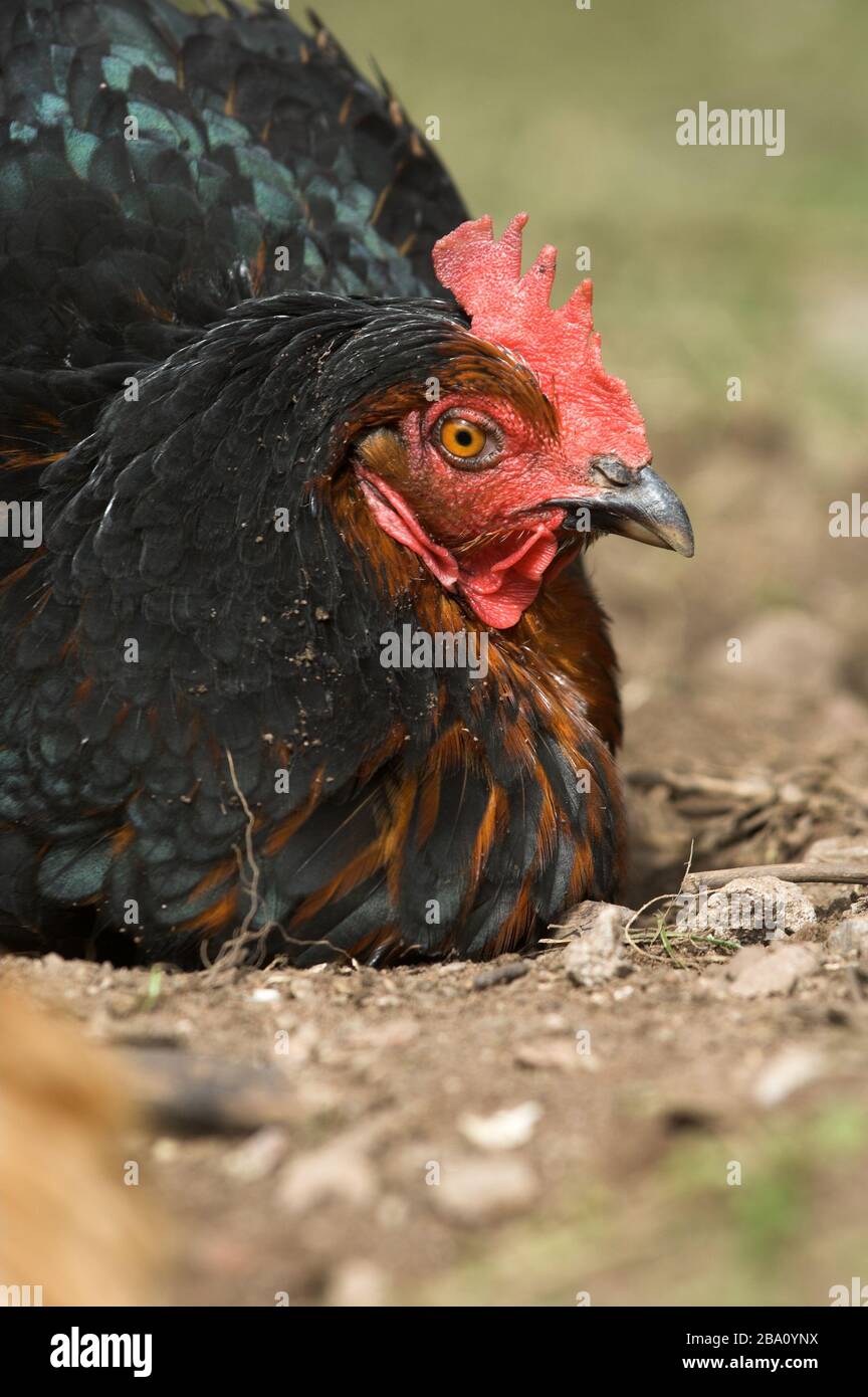 Chicken farm uk feathers hi-res stock photography and images - Alamy