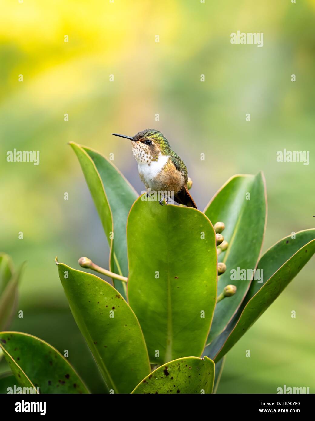 Aves de panama hi-res stock photography and images - Alamy