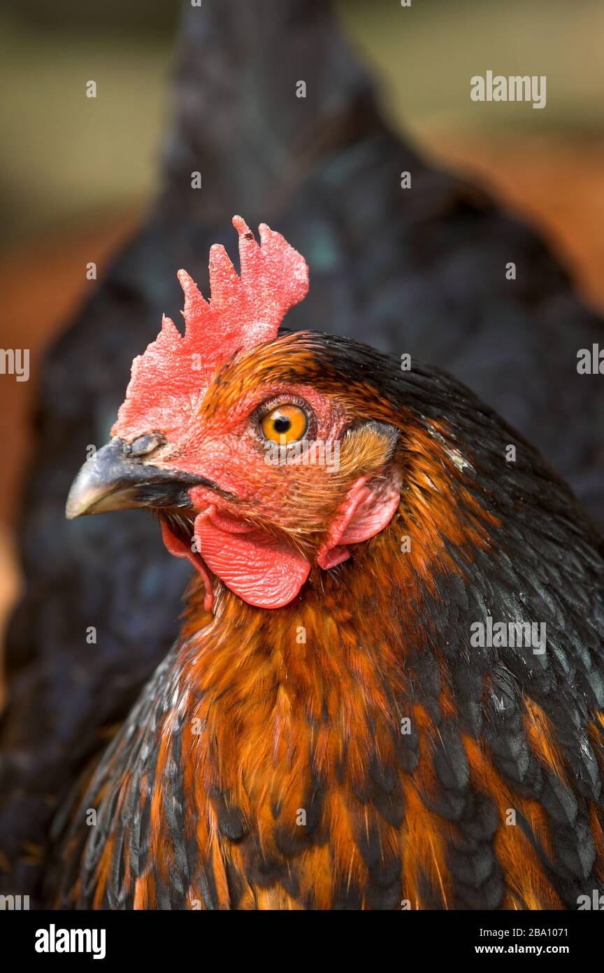 Avian farm hi-res stock photography and images - Alamy