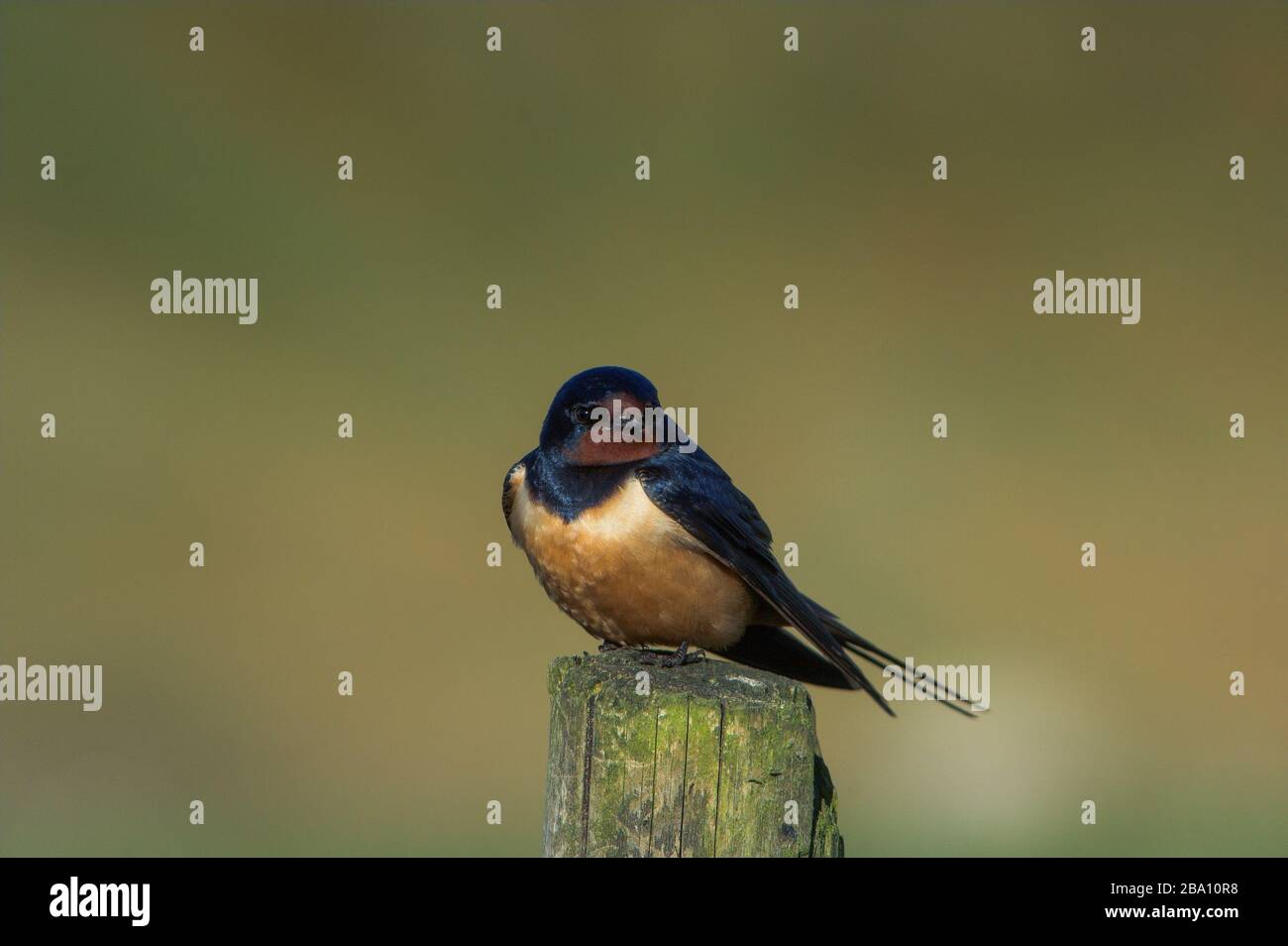 Common Barn Swallow, Hirundo rustica, sat on a perch, Cumbria, UK Stock ...