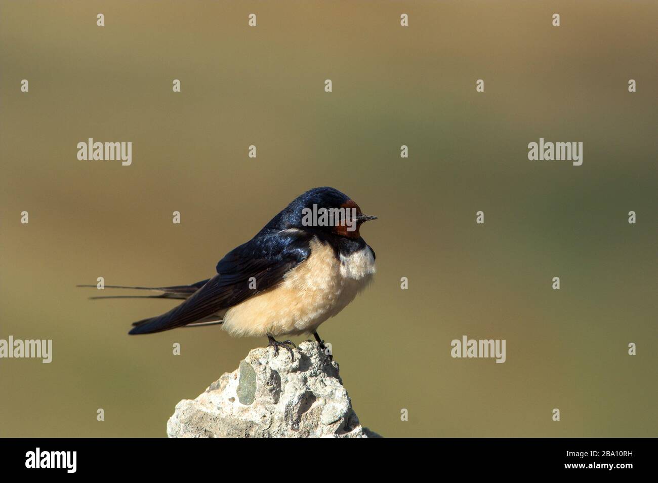Common barn swallow hirundo hi-res stock photography and images - Alamy
