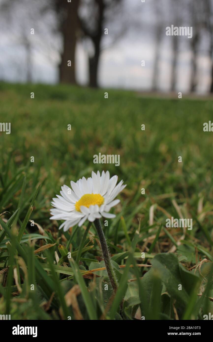 The lonely daisy Stock Photo - Alamy