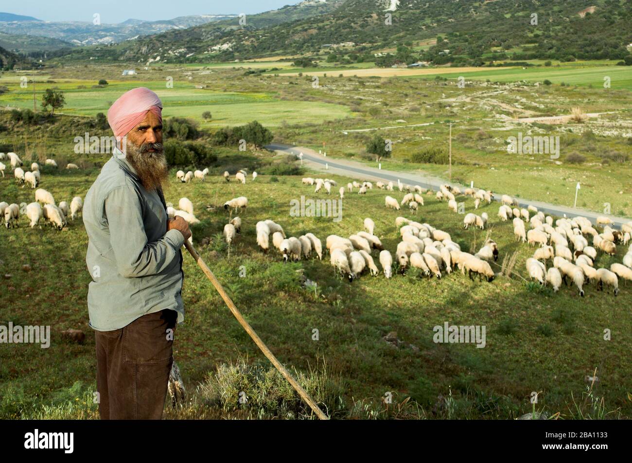 Cypriot Shepherd watching over his sheep, early evening Cyprus Stock ...