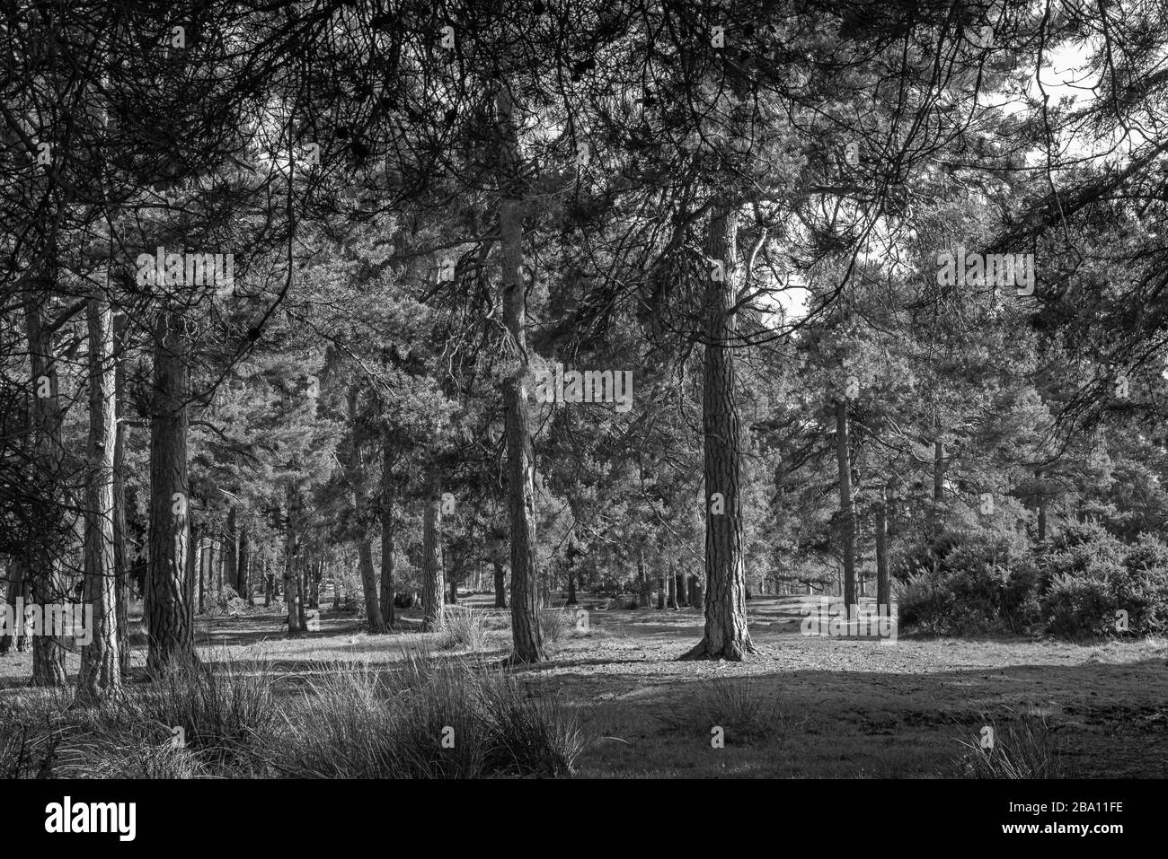 Pine trees in a woodland. The sunshine throws dappled light and long ...
