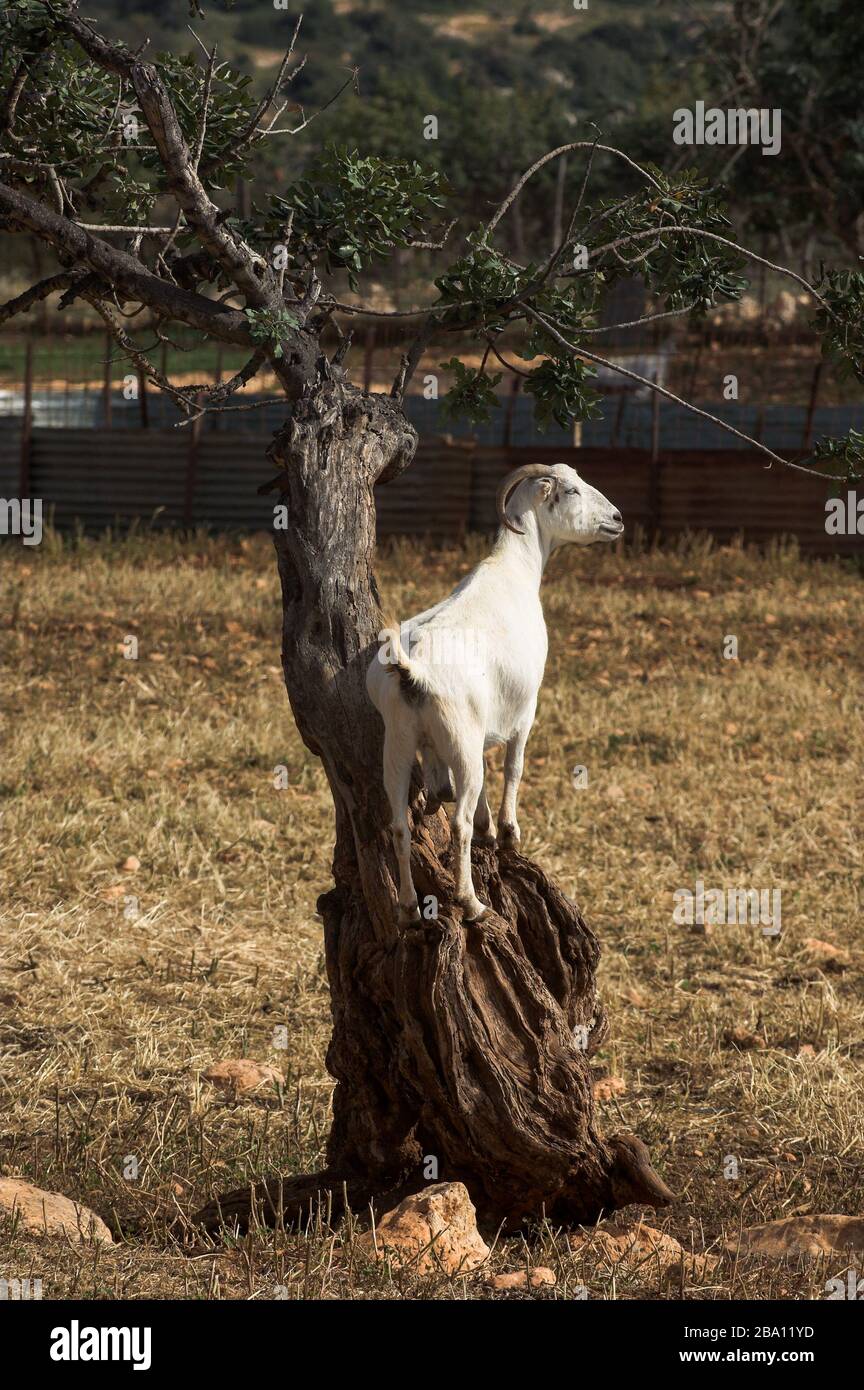 Cyprus goat farm hi-res stock photography and images - Alamy