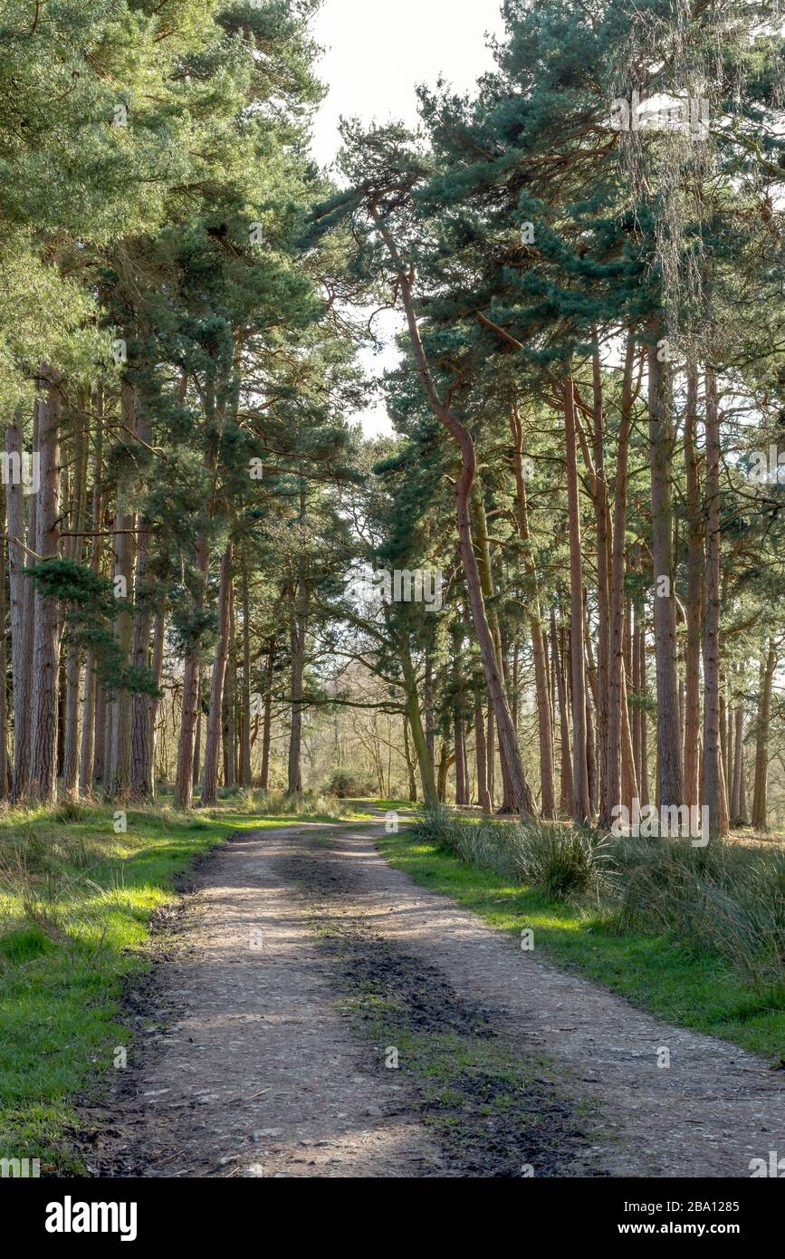 A path winds it way through a woodland edged by grass verges. Tall pine ...
