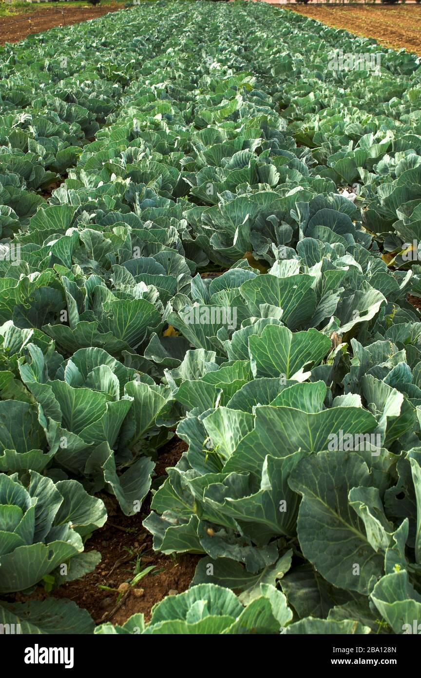 Healthy crop of cabbages growing in a field, Cyprus Stock Photo - Alamy