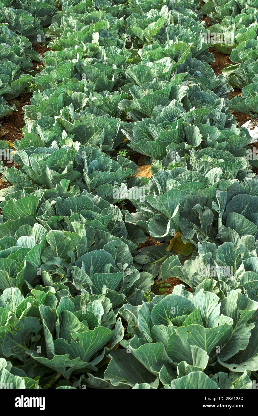 Healthy crop of cabbages growing in a field, Cyprus Stock Photo - Alamy