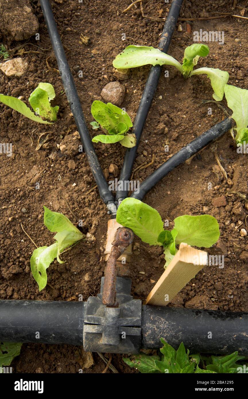 Newly planted lettuce seedlings alongside an irrigation pipe system ...
