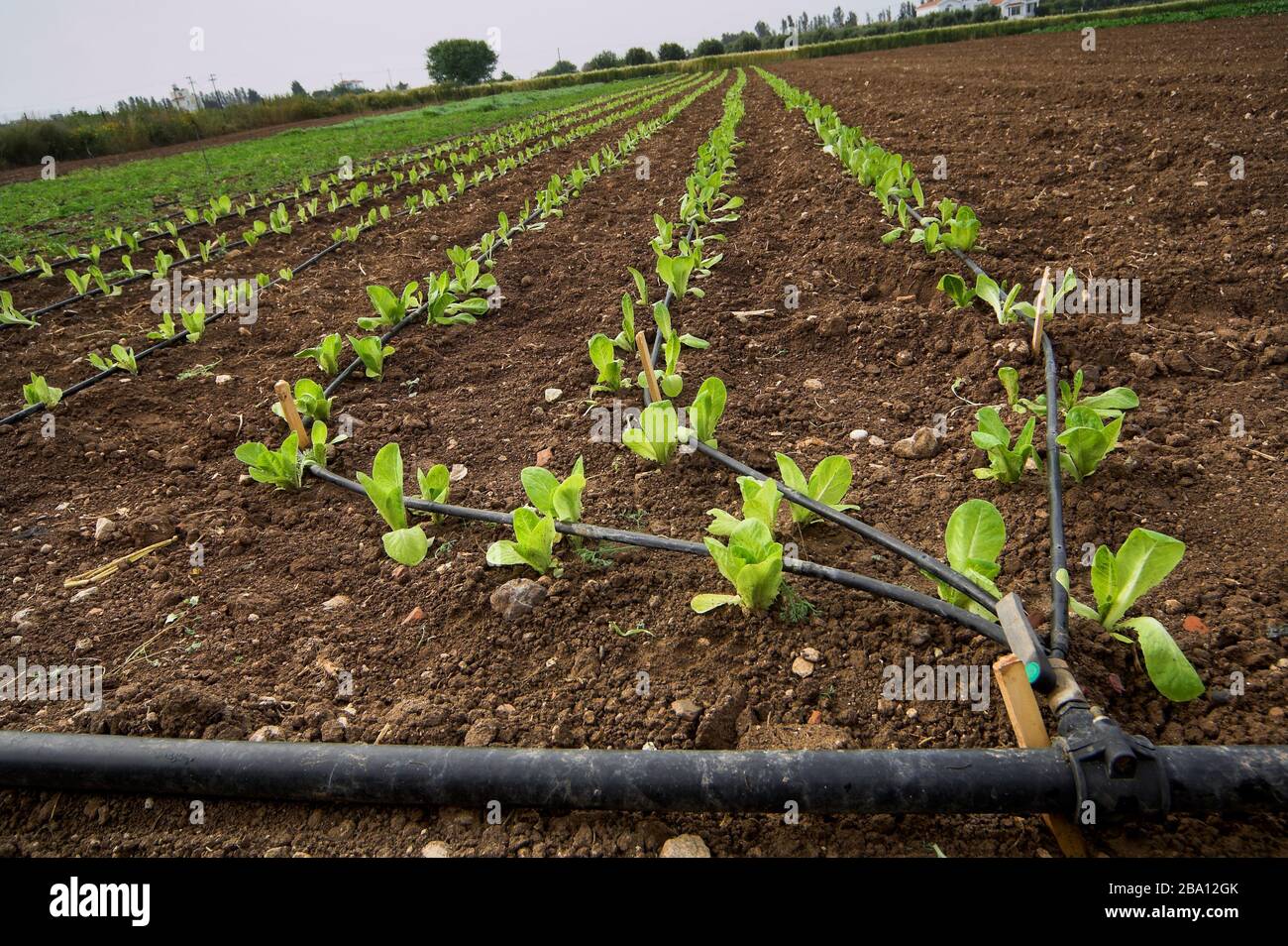 Water irrigation pipe lettuce hi-res stock photography and images - Alamy
