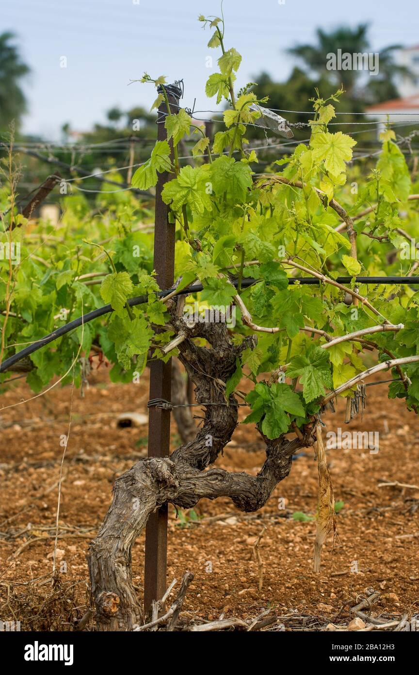 Vineyard in Cyprus, in spring with vines showing new growth leaves ...