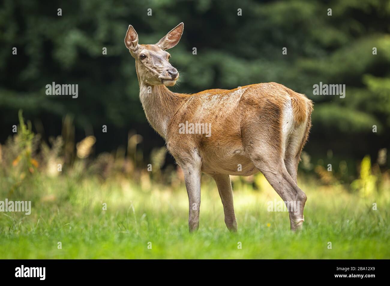 Alert red deer hind looking behind over shoulder on a meadow in summer ...