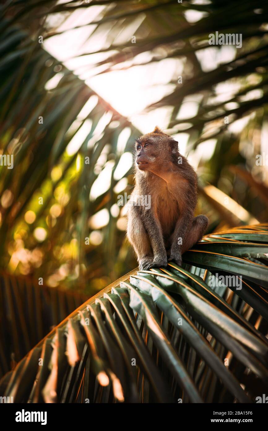 Monkey sitting on a palm tree in the middle of a jungle during the ...