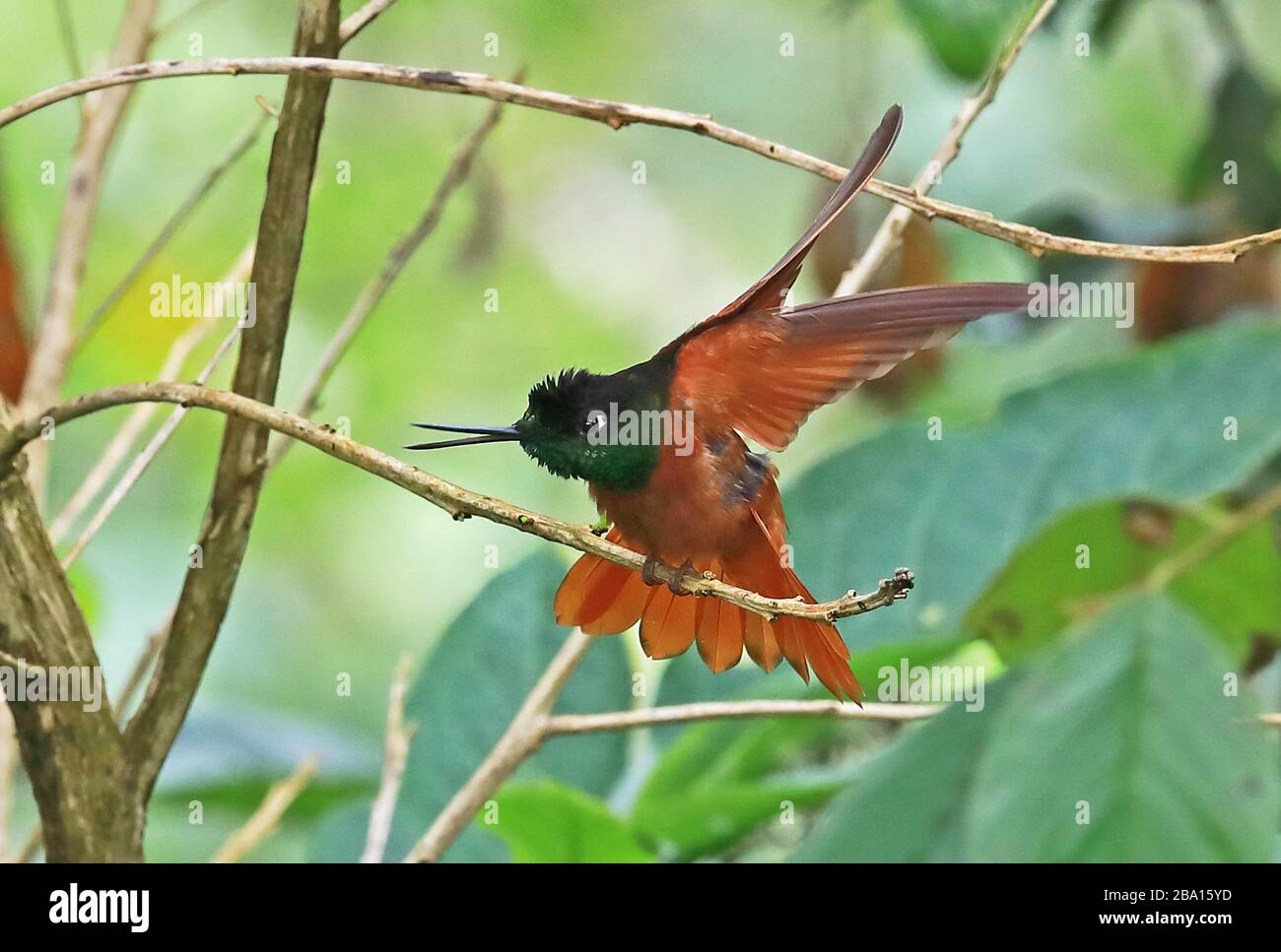 Rainbow starfrontlet hi-res stock photography and images - Alamy