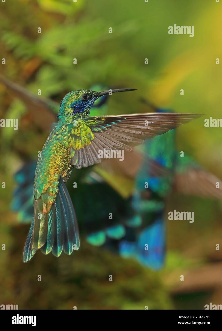 Sparkling Violet-ear (Colibri coruscans coruscans) adult hoveing in flight Leymebamba, Peru ...