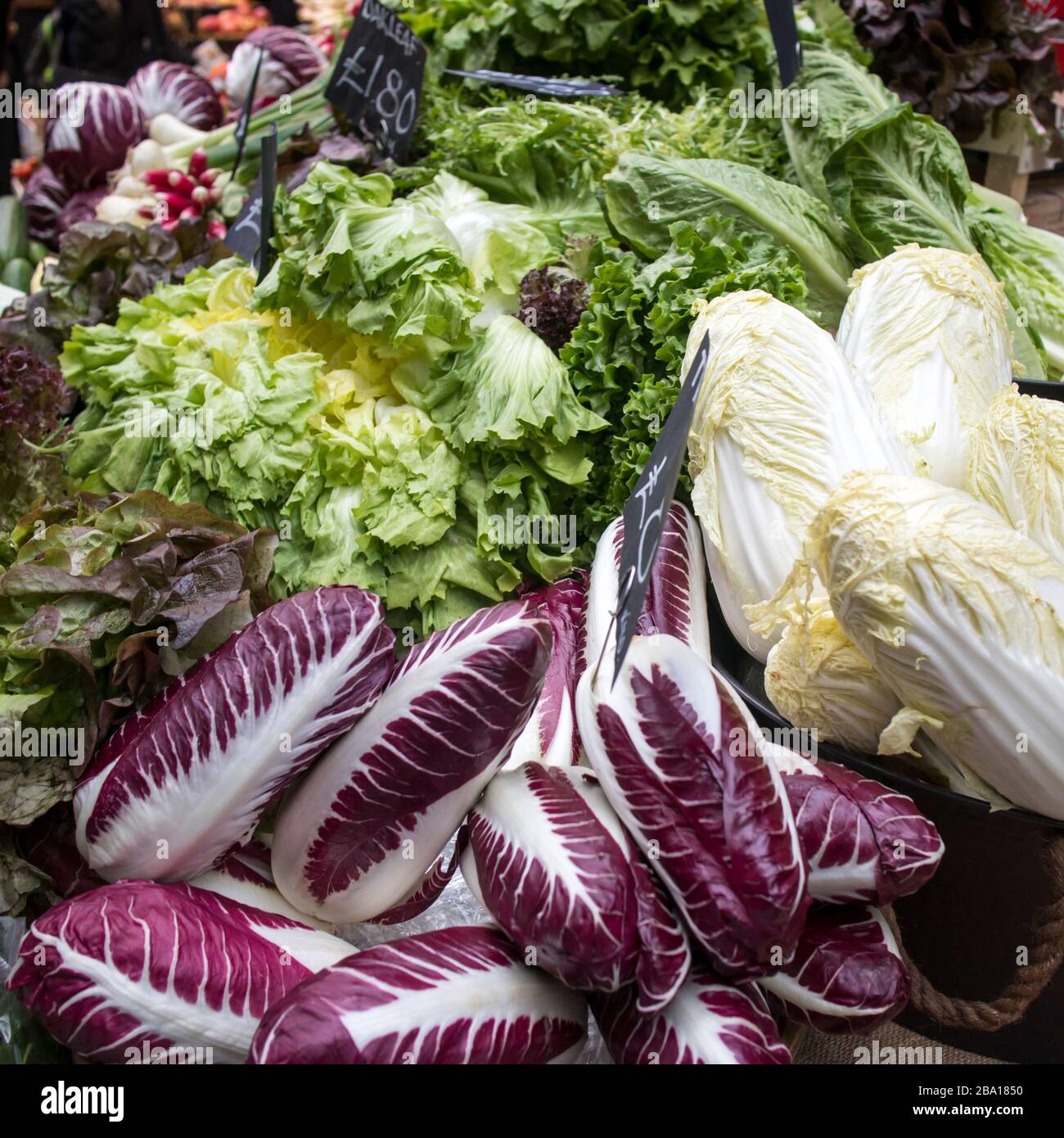 Radicchio rosso di Treviso, commonly known as Treviso has elongated ...