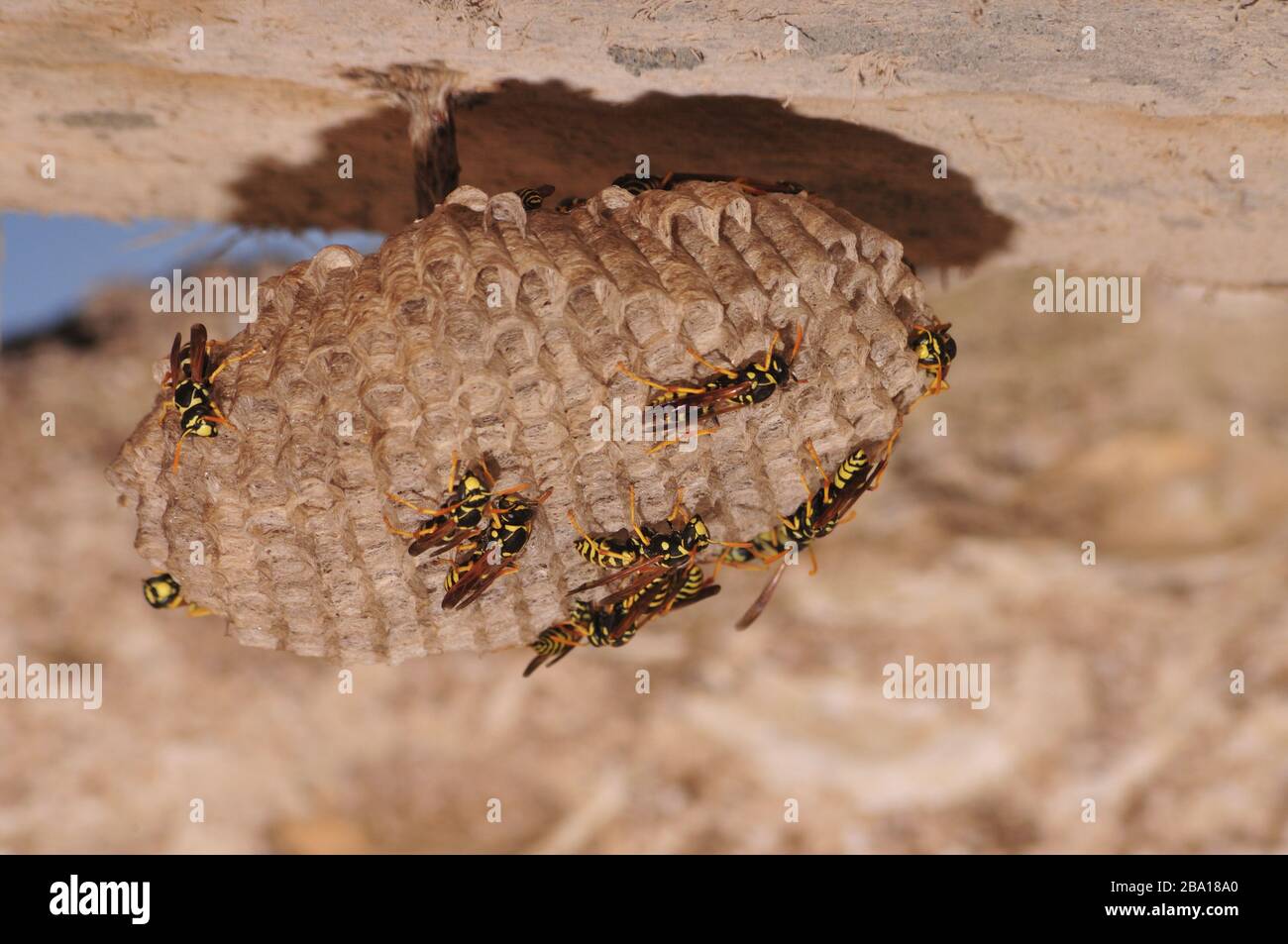 Bee hive under roof hi-res stock photography and images - Alamy