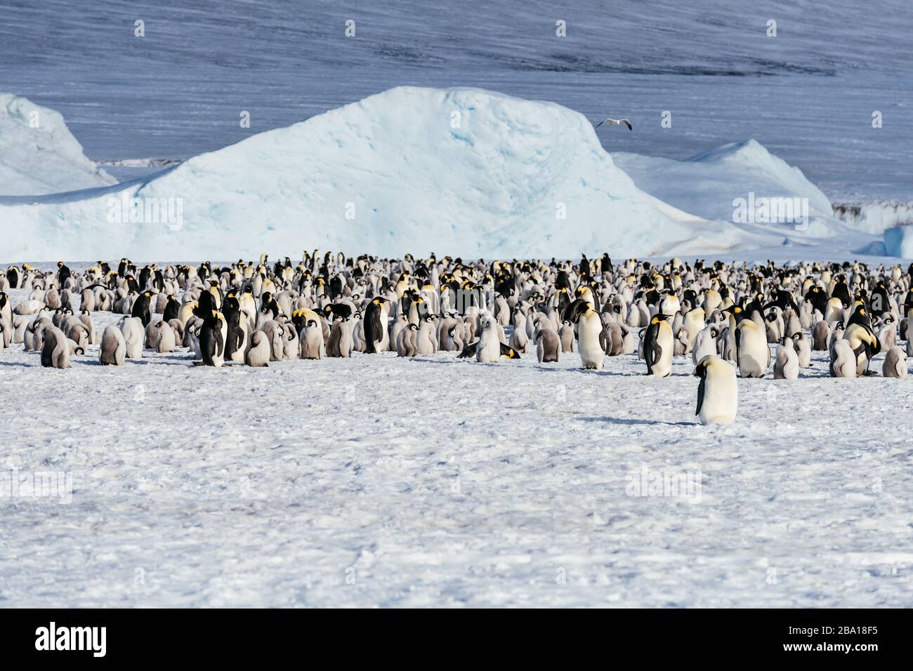 Iceberg and emperor penguins hi-res stock photography and images - Alamy