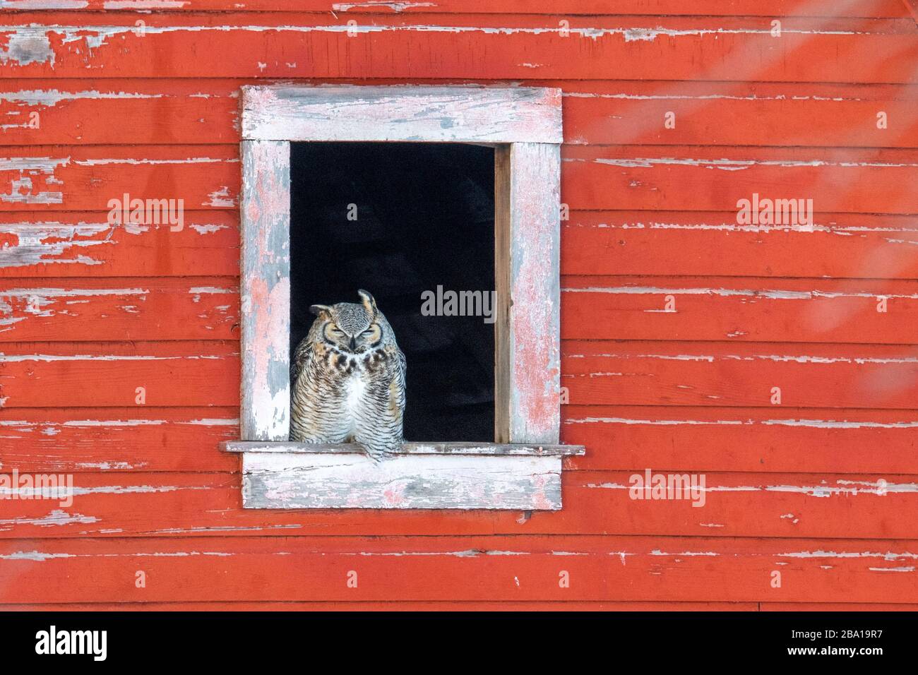 Owl in a Window Stock Photo - Alamy