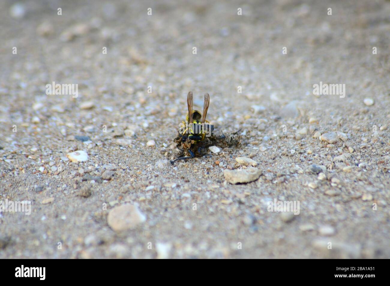 Ground beetle eating hi-res stock photography and images - Alamy