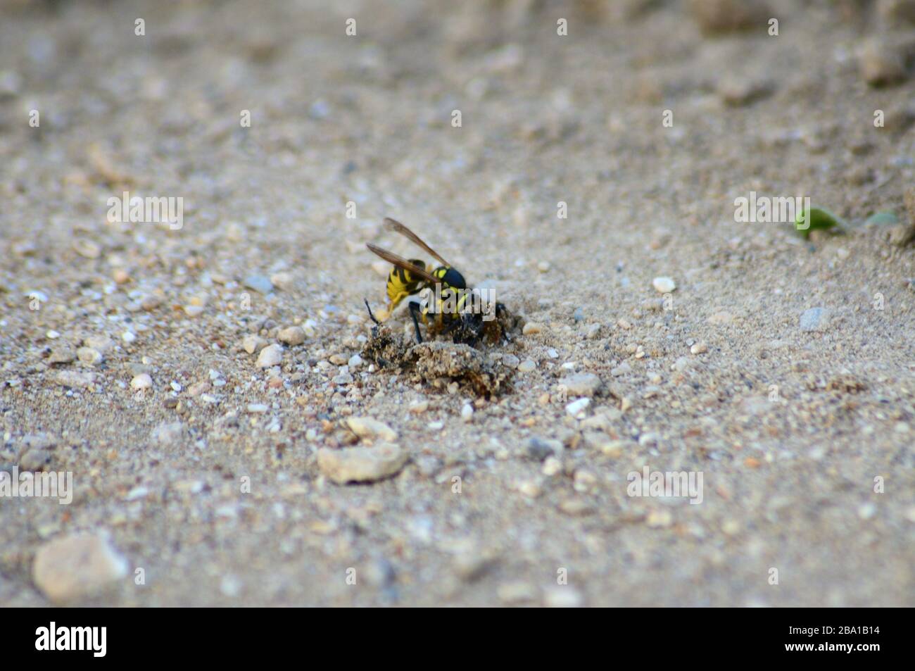 Ground beetle with prey hi-res stock photography and images - Alamy
