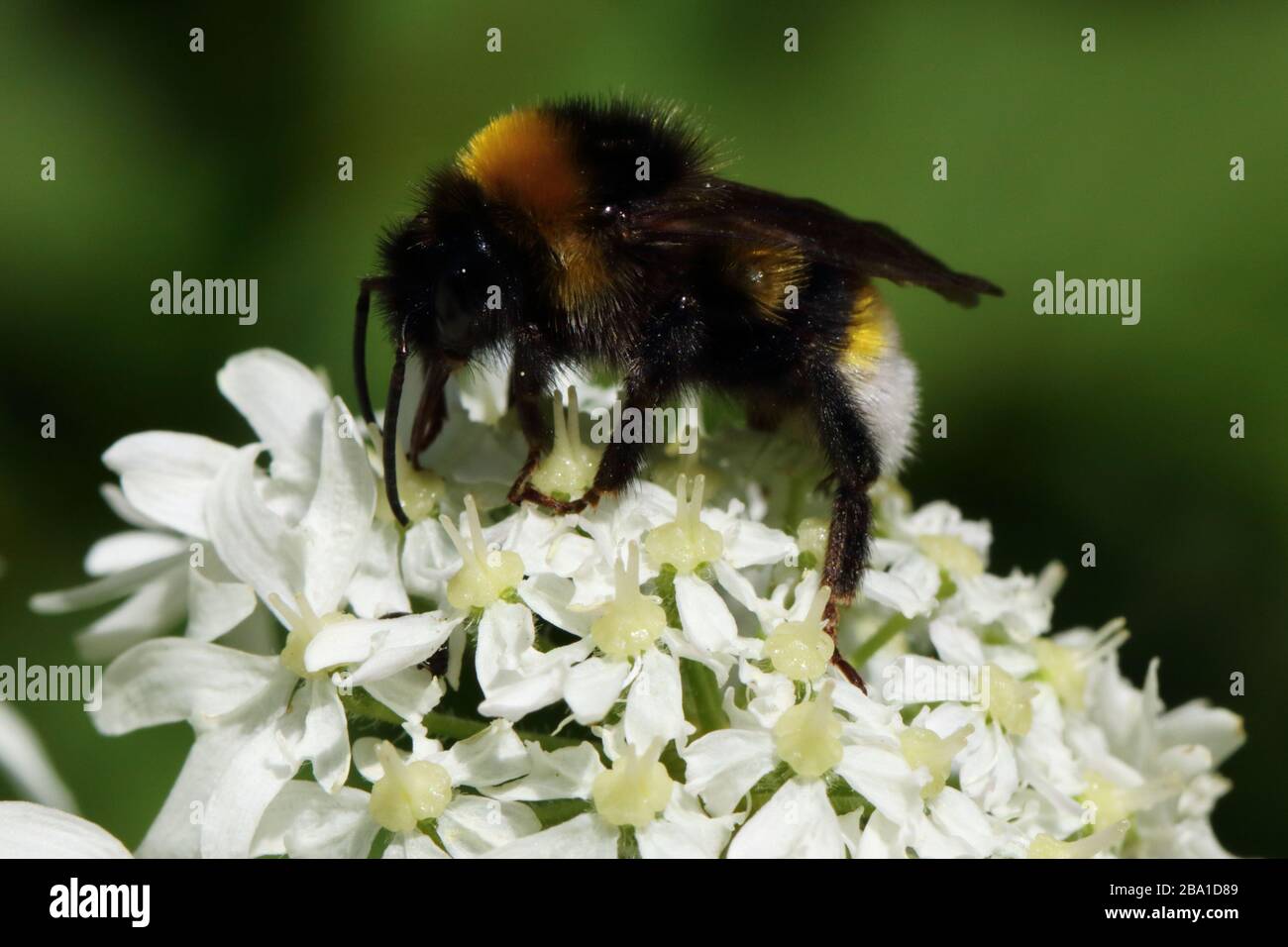 Bumblebee insects hi-res stock photography and images - Alamy