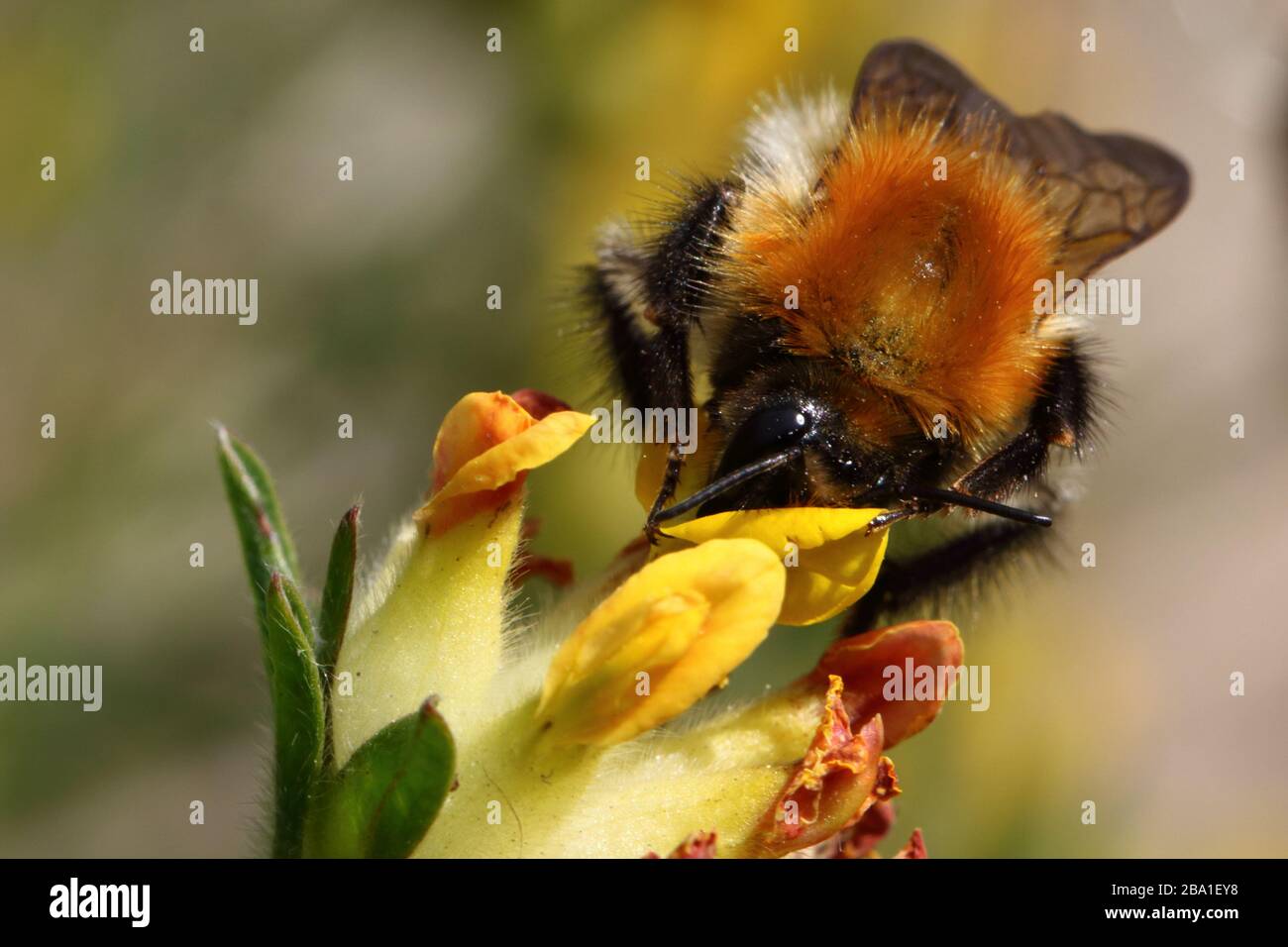 Kidney vetch insect hi-res stock photography and images - Alamy