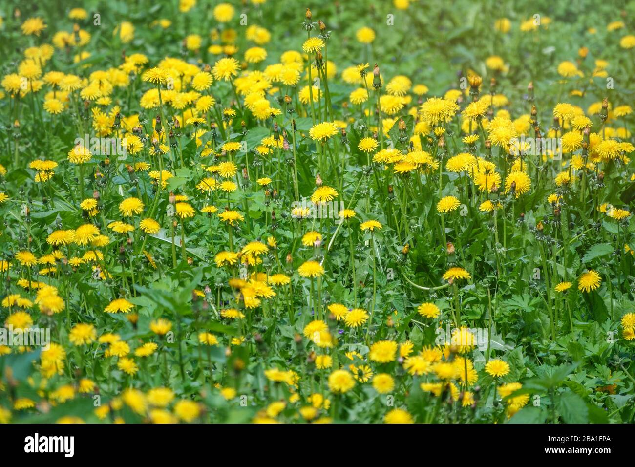 Field of yellow dandelions. Summer field of dandelions. Taraxacum ...