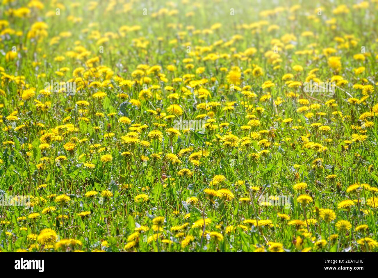 Field of yellow dandelions. Summer field of dandelions. Taraxacum ...