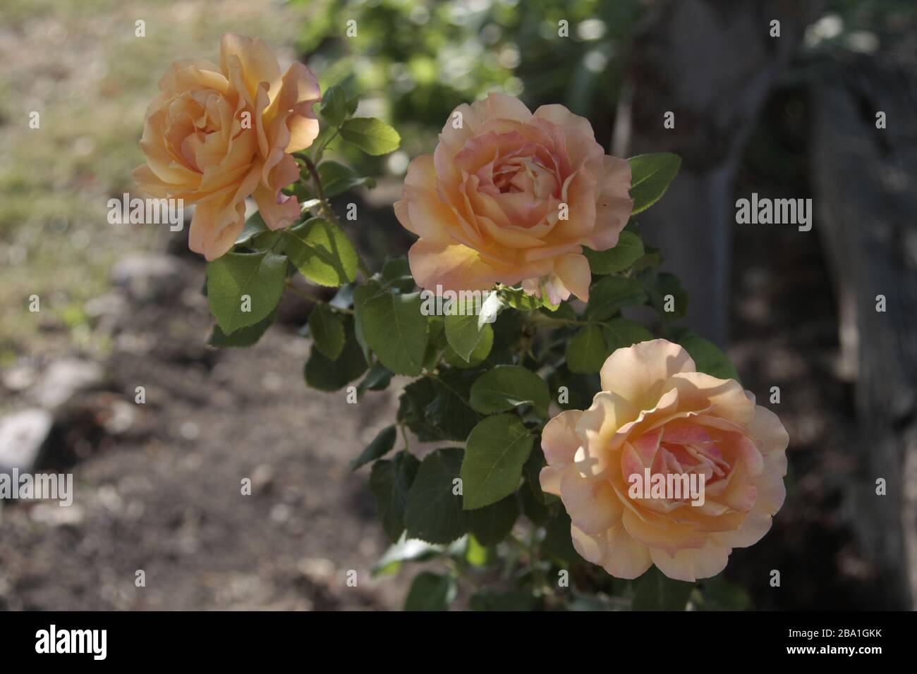 Three orange roses in the garden Stock Photo - Alamy