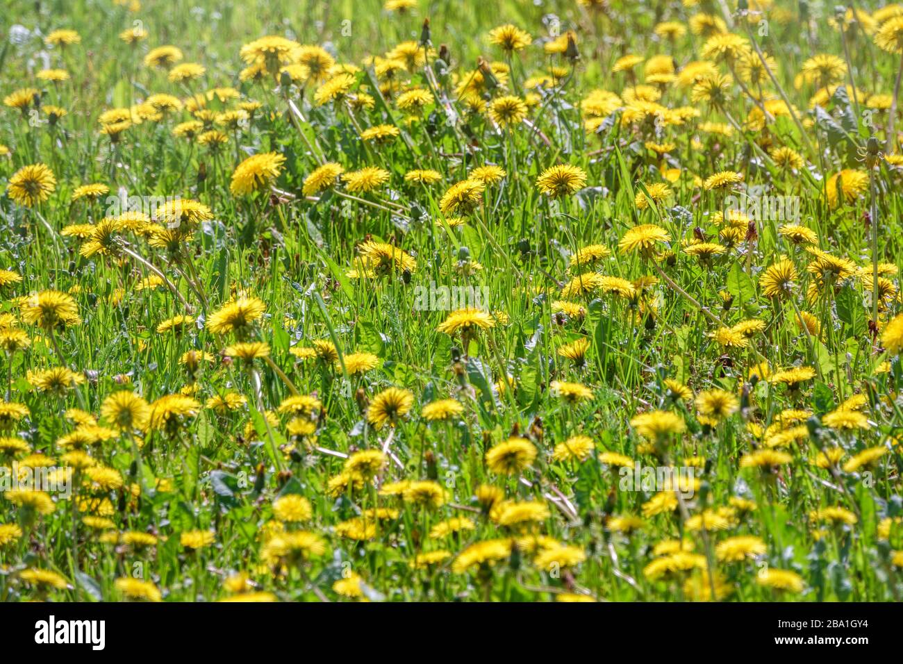 Field of yellow dandelions. Summer field of dandelions. Taraxacum ...