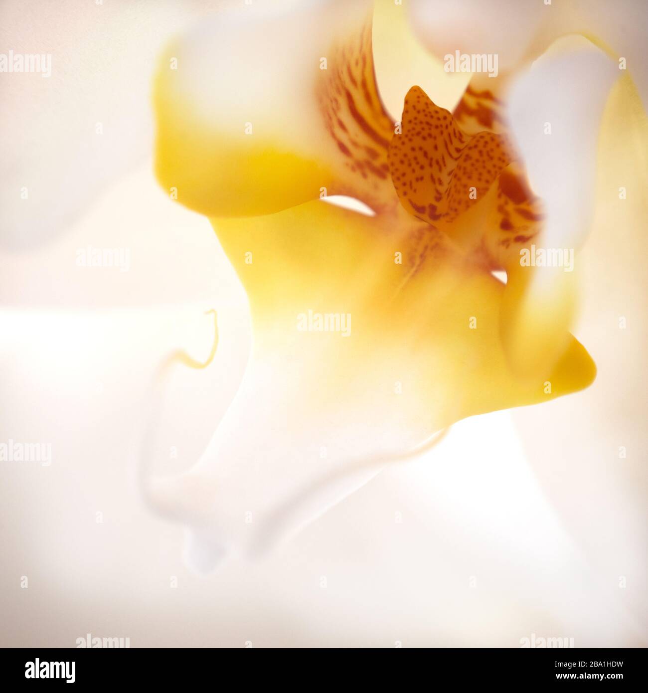 The beautiful simplicity and purity of the white orchid flower Stock ...