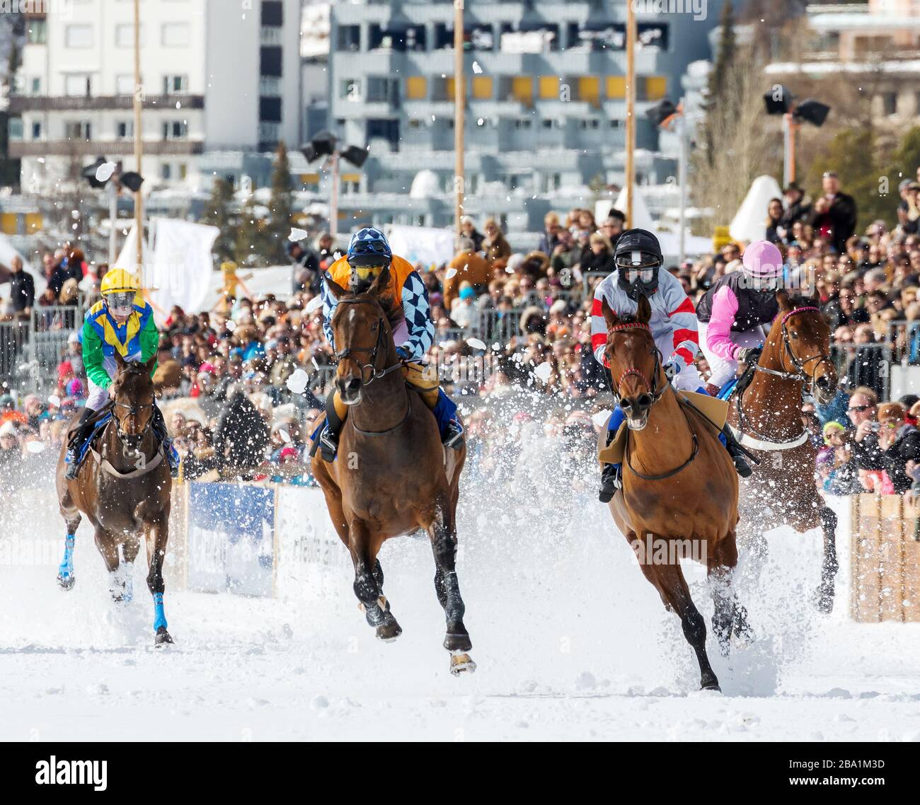 White Turf race - Engadine - Switzerland Stock Photo - Alamy