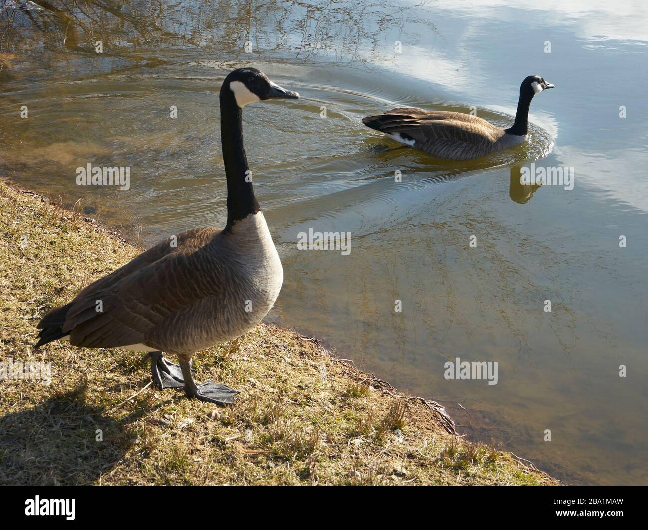 Canada geese urban park hi-res stock photography and images - Alamy