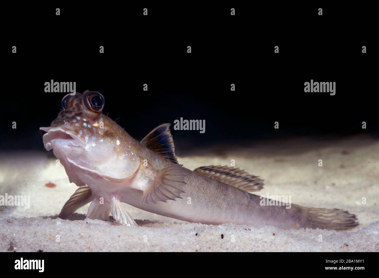 Atlantic mudskipper (Periophthalmus barbarus) in the aquarium Stock ...