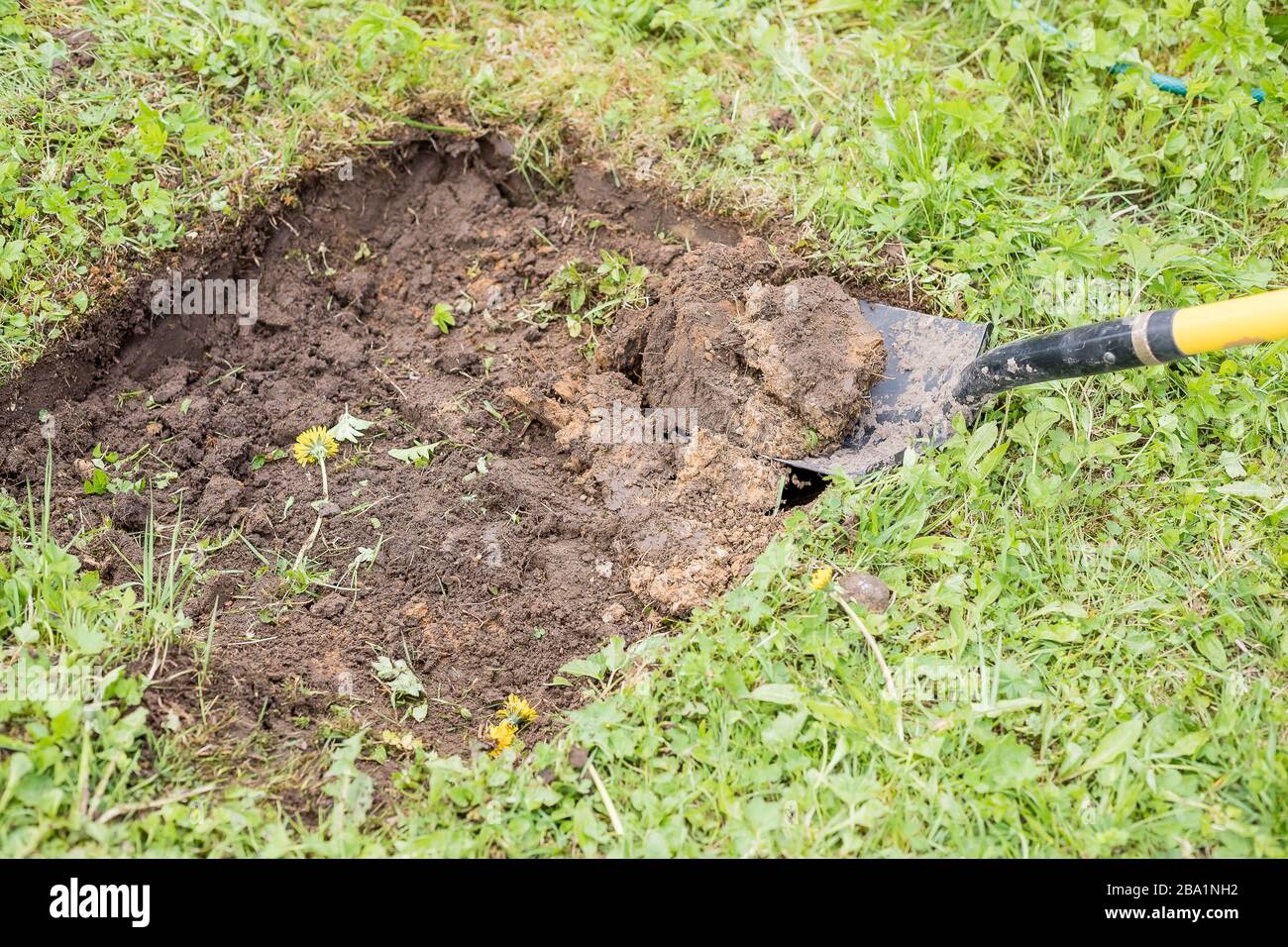 Gardener digging with garden spade in black earth soil.farming ...