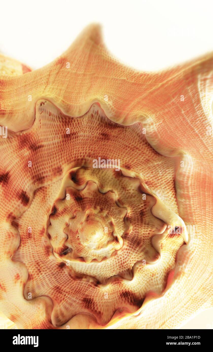 Seashell details hi-res stock photography and images - Alamy