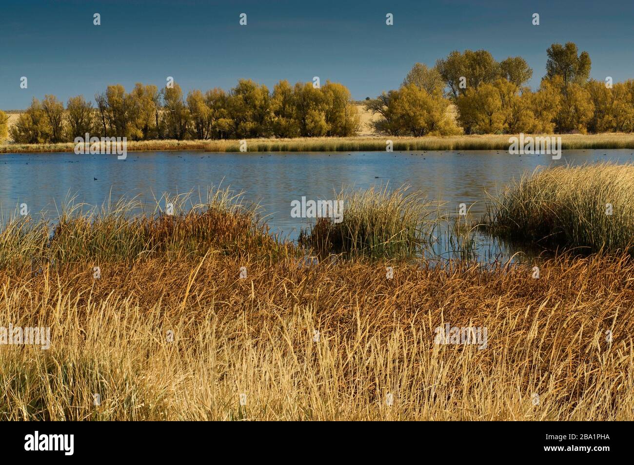 Pacific willow tree hi-res stock photography and images - Alamy