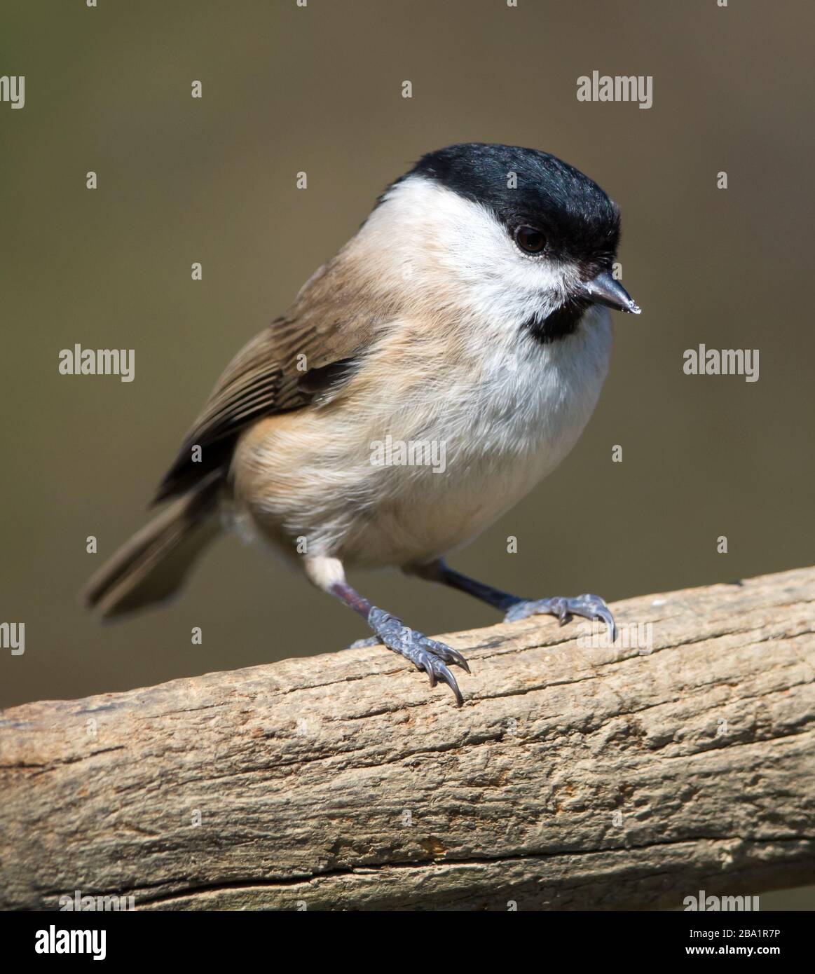 Close views of a beautiful Marsh Tit Stock Photo - Alamy