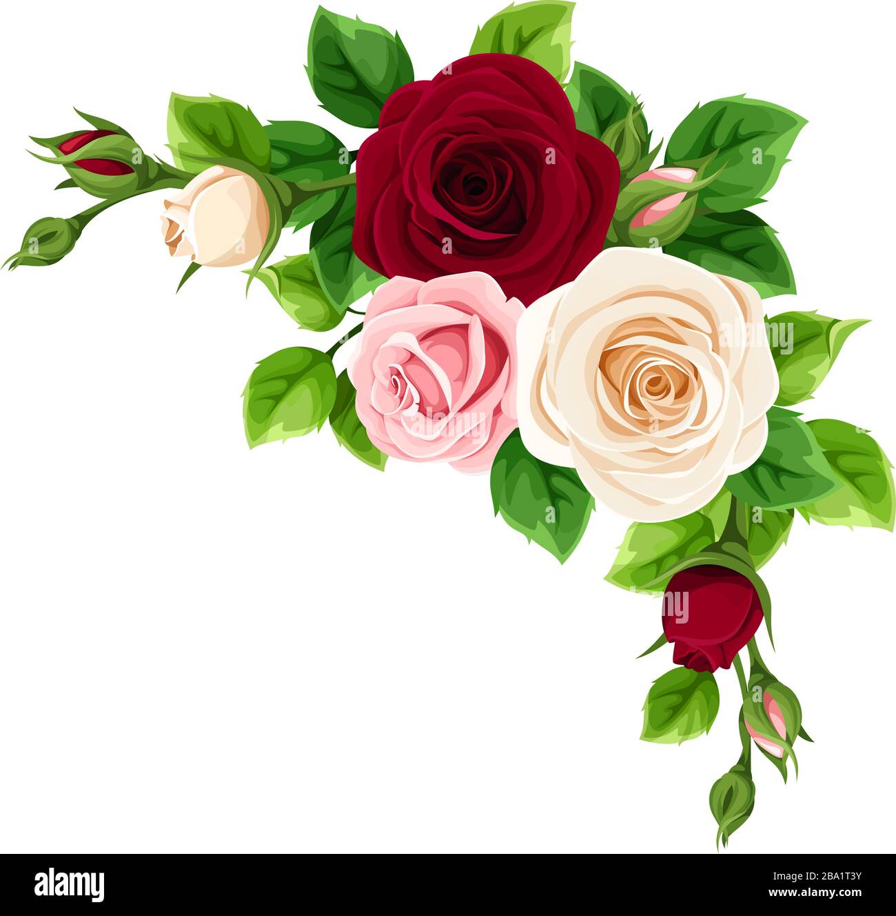 Vector pink, burgundy and white roses decorative element isolated on a ...