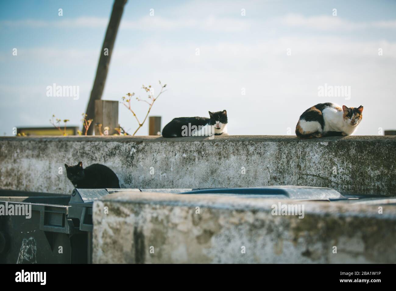 Dustbin Cat High Resolution Stock Photography and Images - Alamy