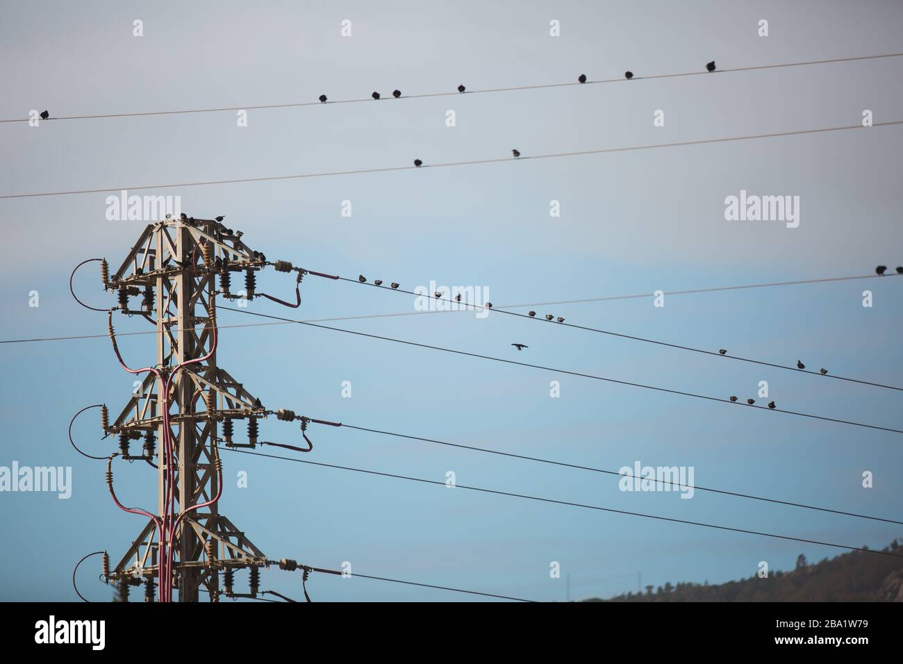 Flock of little sparrows standing on lines of electric wire cable steel ...
