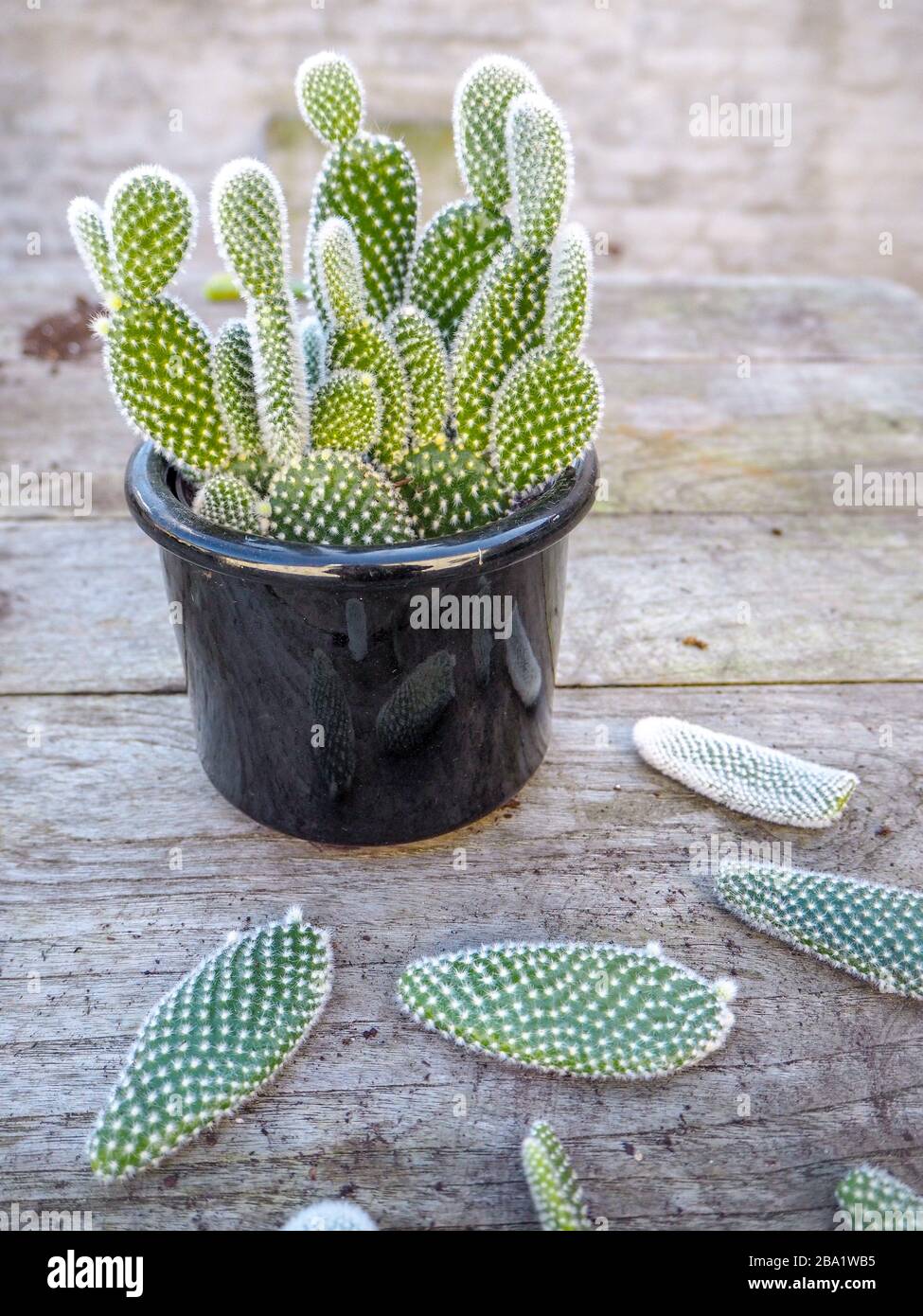 Cactus opuntia microdasys, commonly known as bunny ears cactus, and ...