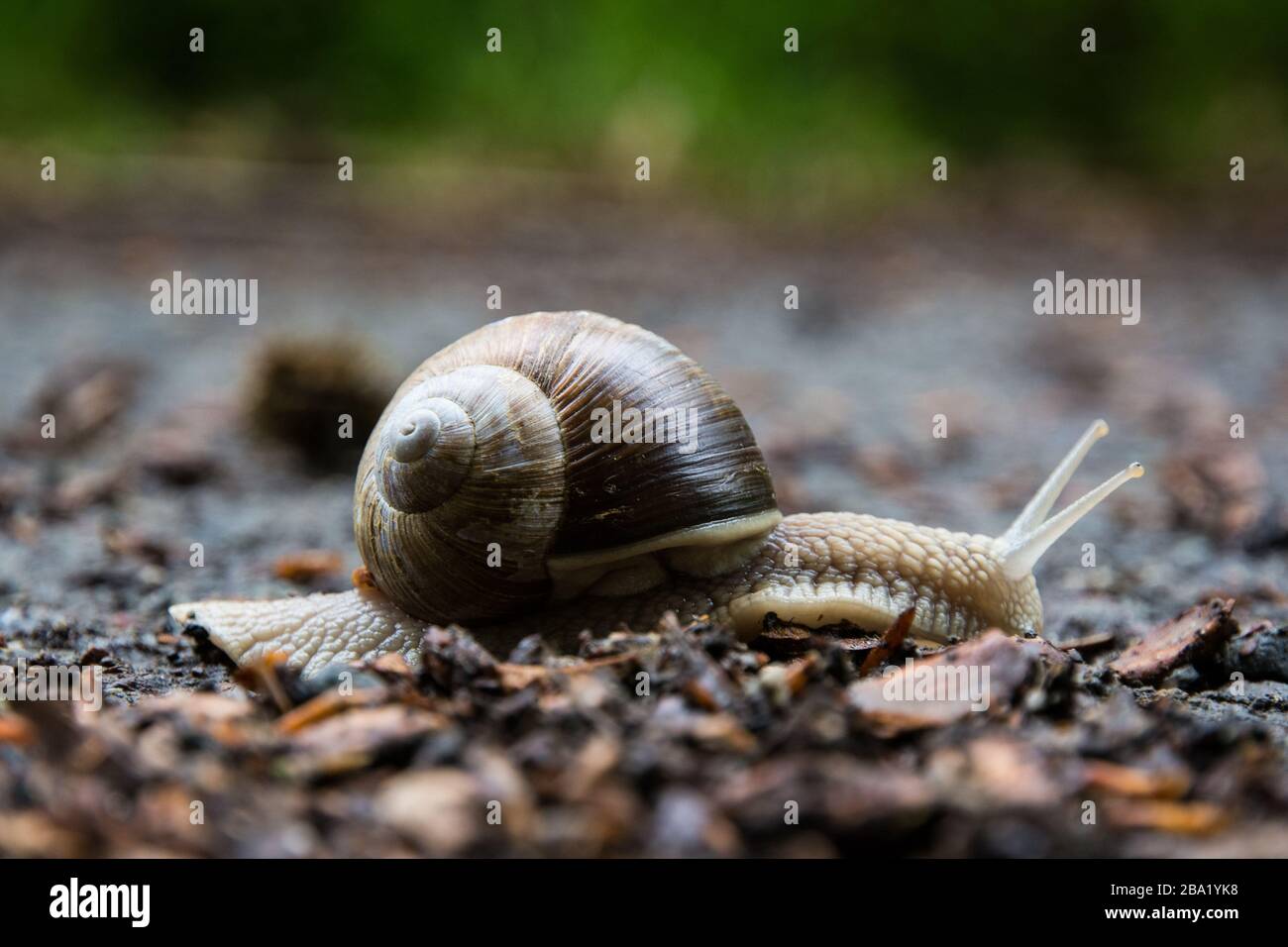 Slimy insect hi-res stock photography and images - Alamy