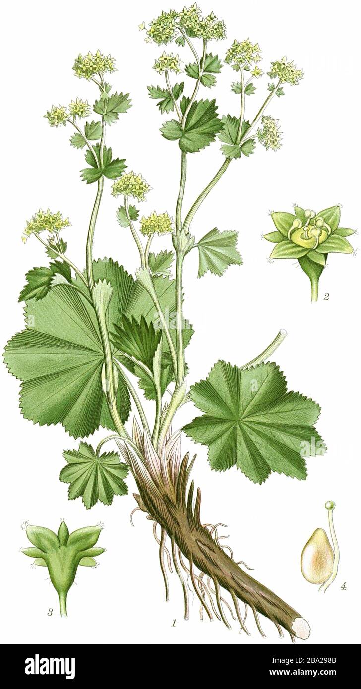 1950 mode hi-res stock photography and images - Alamy