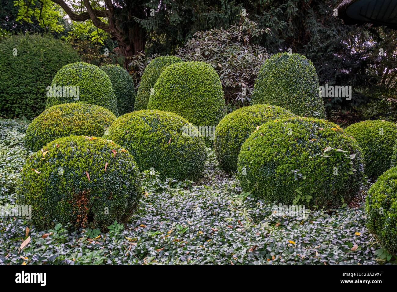 Box ball plant hi-res stock photography and images - Alamy