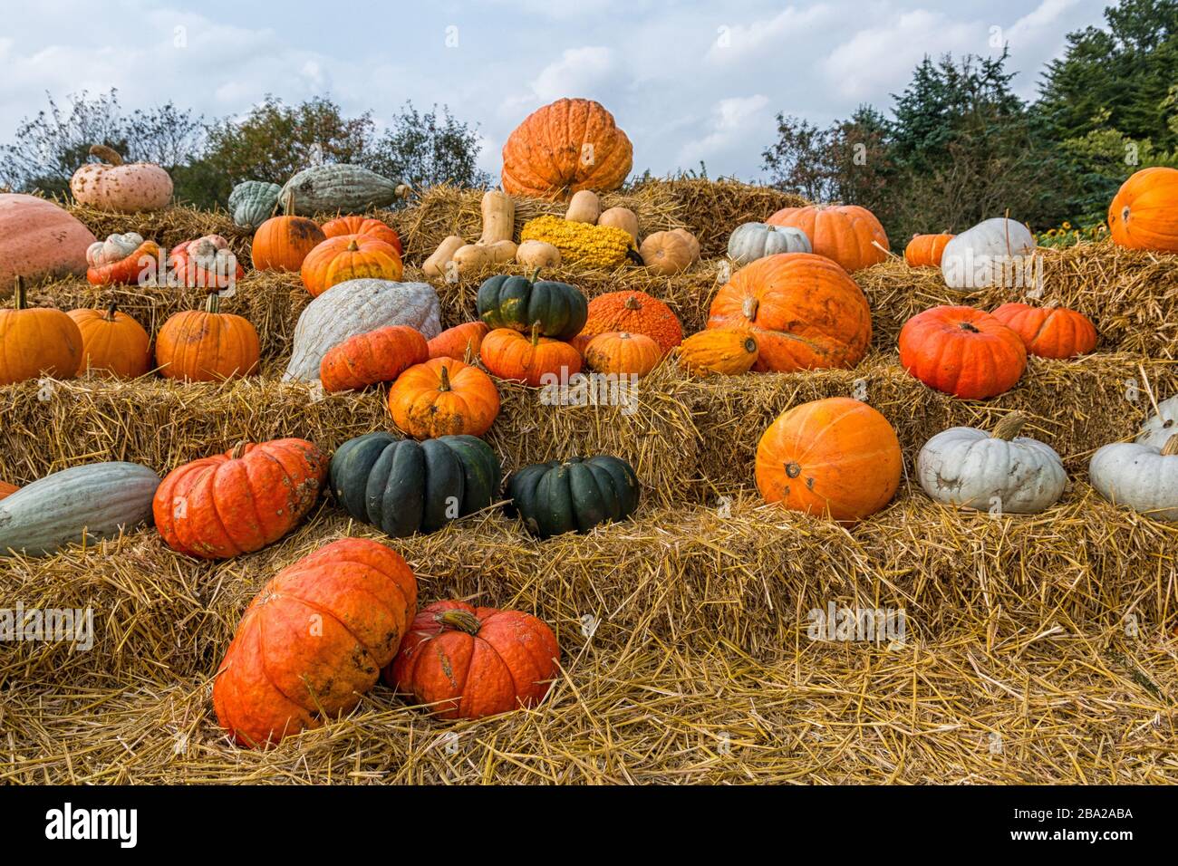 Knobby pumpkins hi-res stock photography and images - Alamy